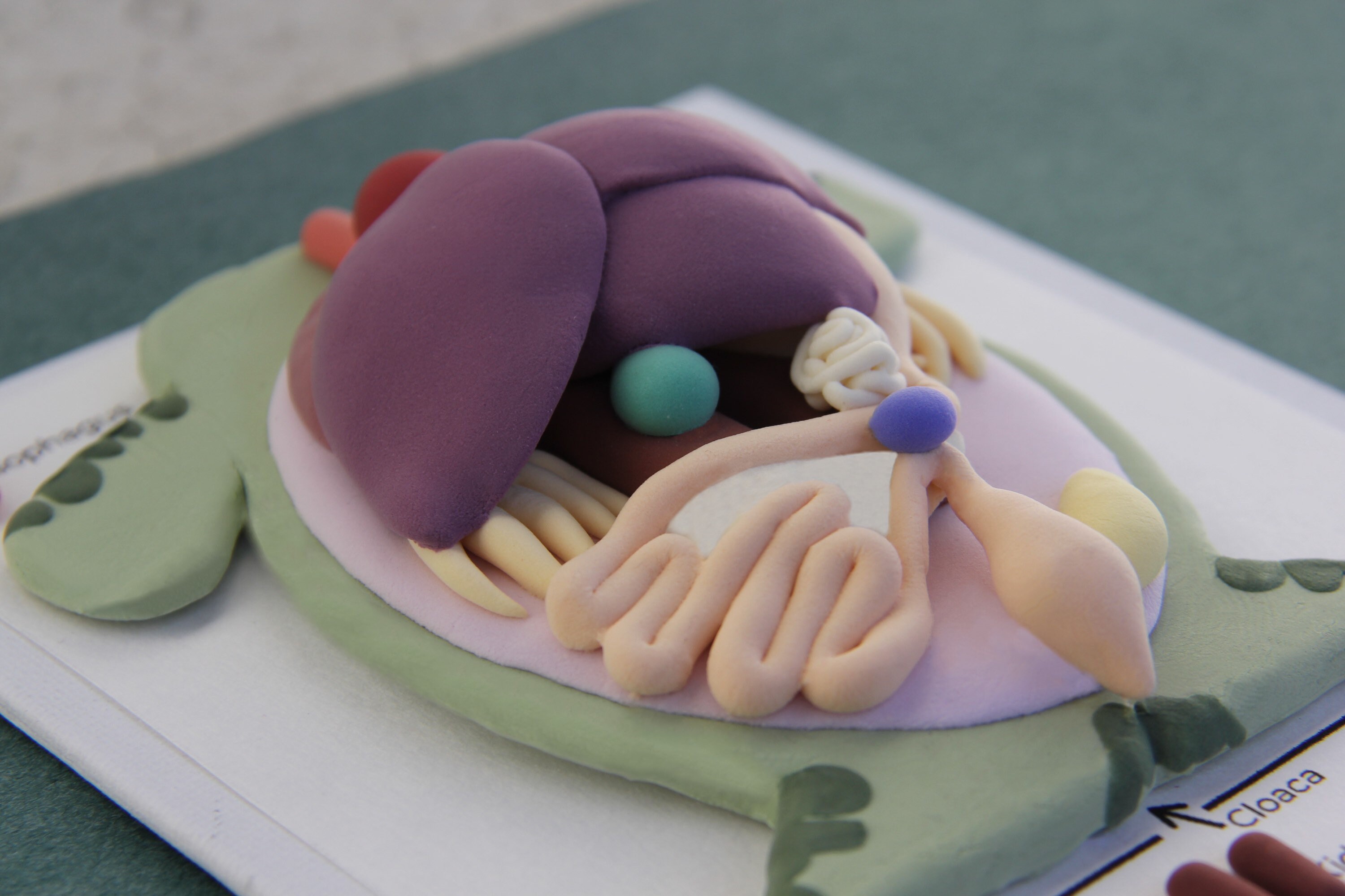 Frog Anatomy Model Frog Dissection Model Science Model | Etsy