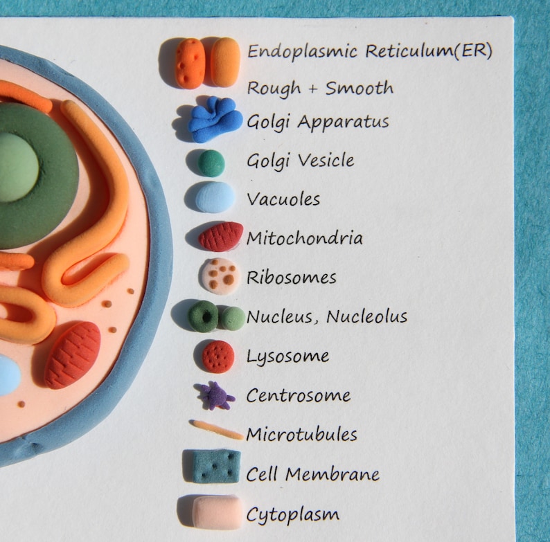 Custom Teaching Models for Teachers, Science Classroom Decor, Animal ...
