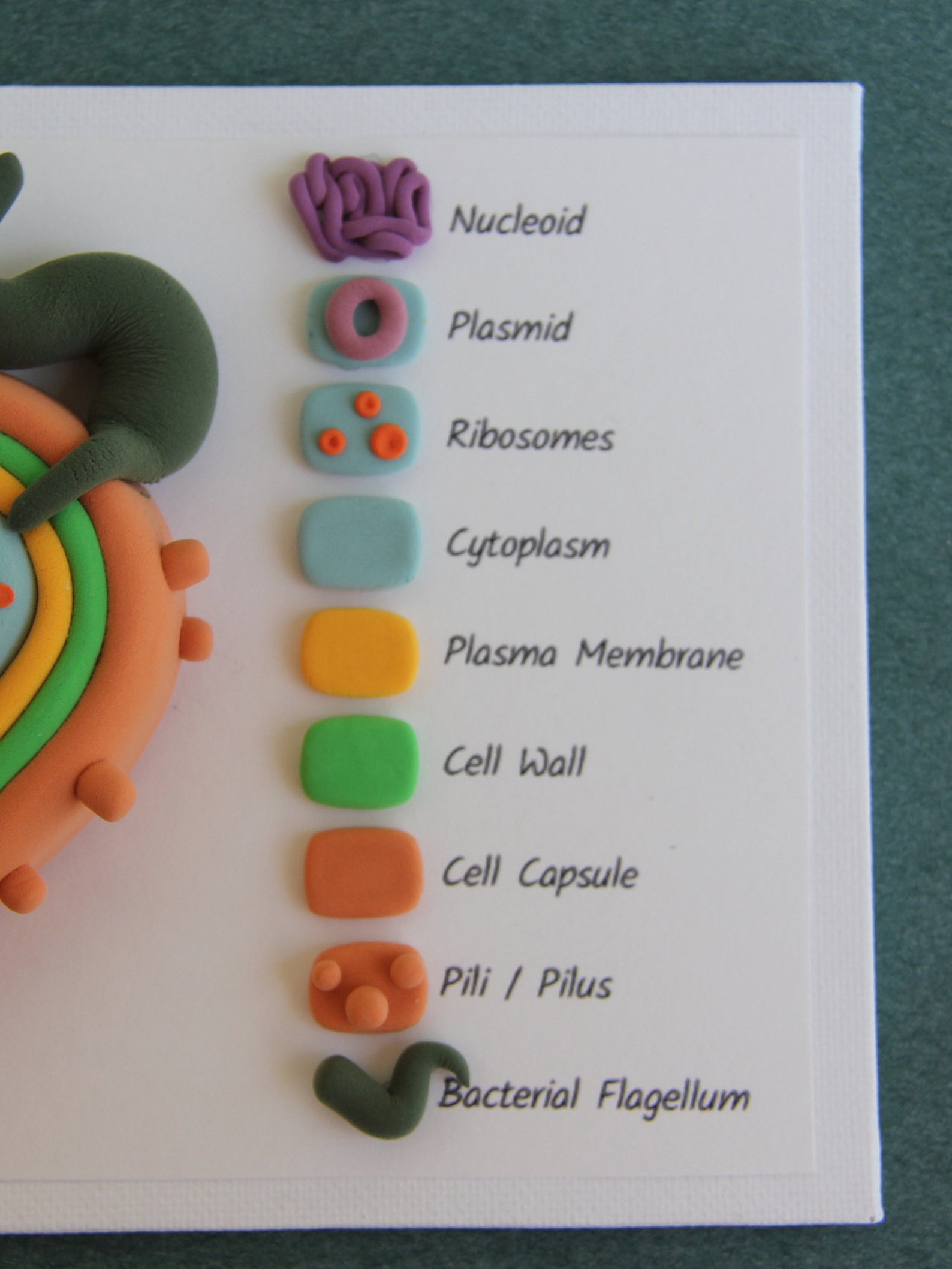 Custom Models for Teachers, Classroom Decor, Bacteria Cell Models ...