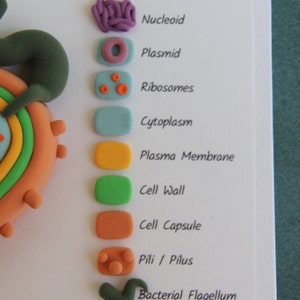 Custom Models for Teachers, Classroom Decor, Bacteria Cell Models ...