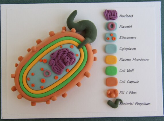 Custom Models For Teachers Classroom Decor Bacteria Cell | Etsy