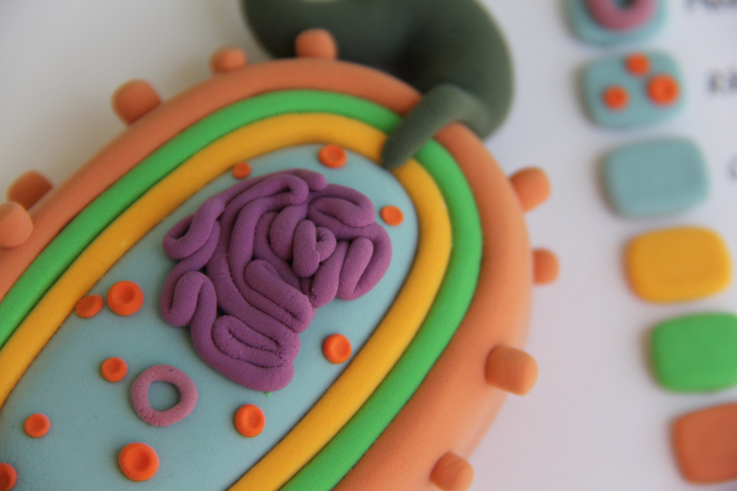 Custom Models for Teachers Classroom Decor Bacteria Cell - Etsy UK