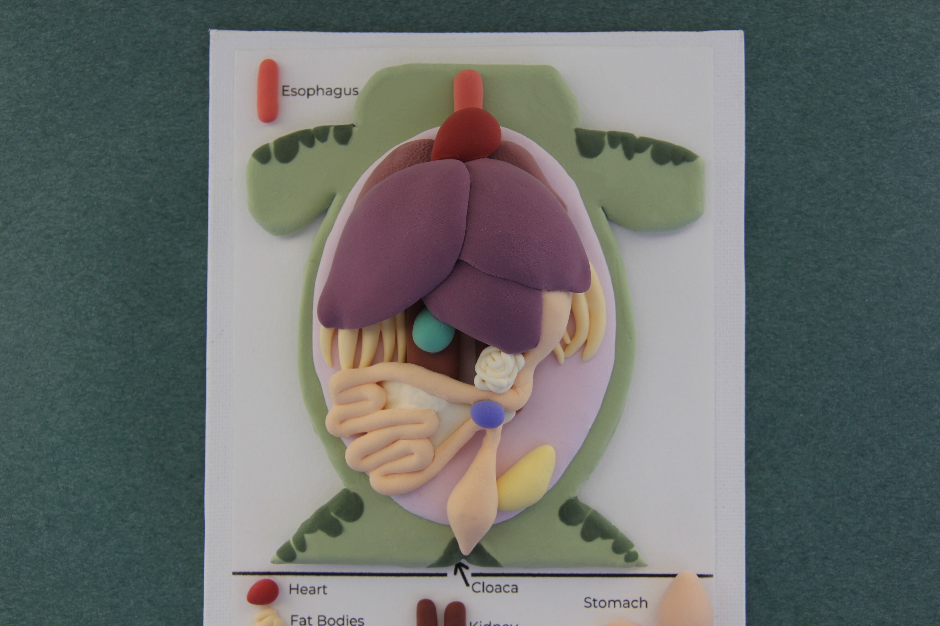 Frog Anatomy Model, Frog Dissection Model, Science Model, Biology Model ...