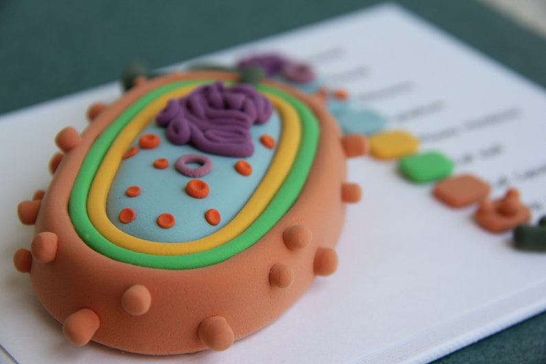 Custom Models for Teachers, Classroom Decor, Bacteria Cell Models ...