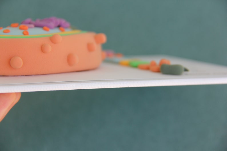 Custom Models for Teachers, Classroom Decor, Bacteria Cell Models ...