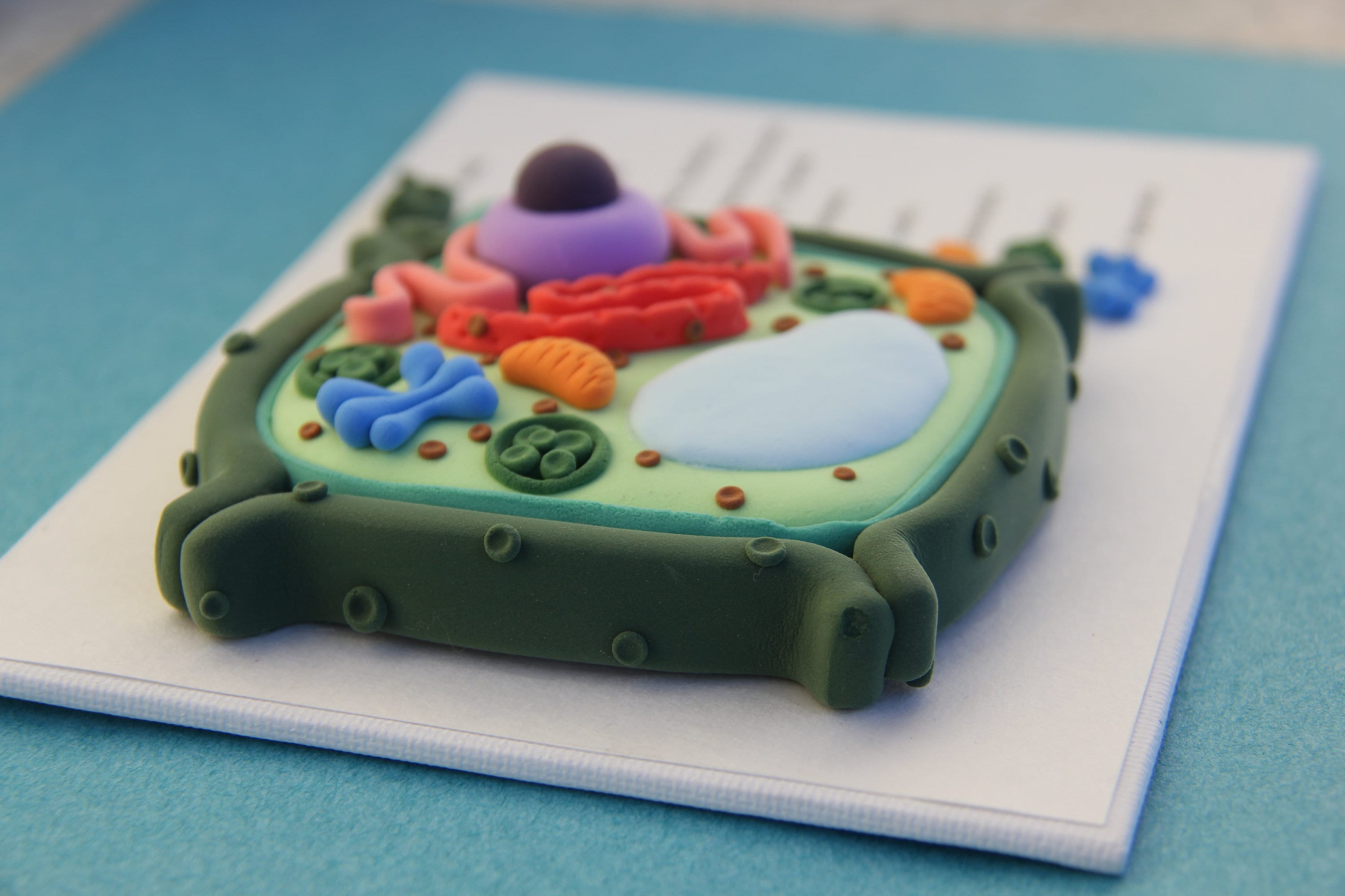 Simple Animal Cell Cake