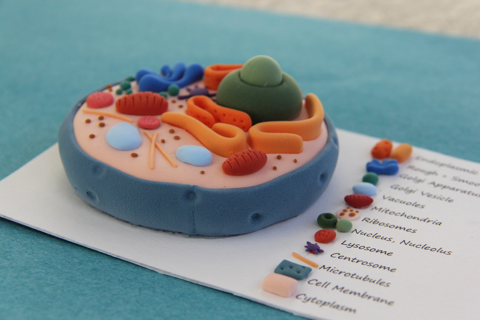 Custom Teaching Models for Teachers, Science Classroom Decor, Animal ...