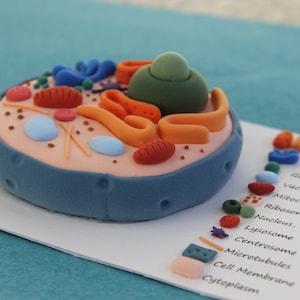 Custom Teaching Models for Teachers, Science Classroom Decor, Animal ...