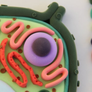 Custom Models for Teachers, Classroom Decor, Plant Cell Models, Science ...