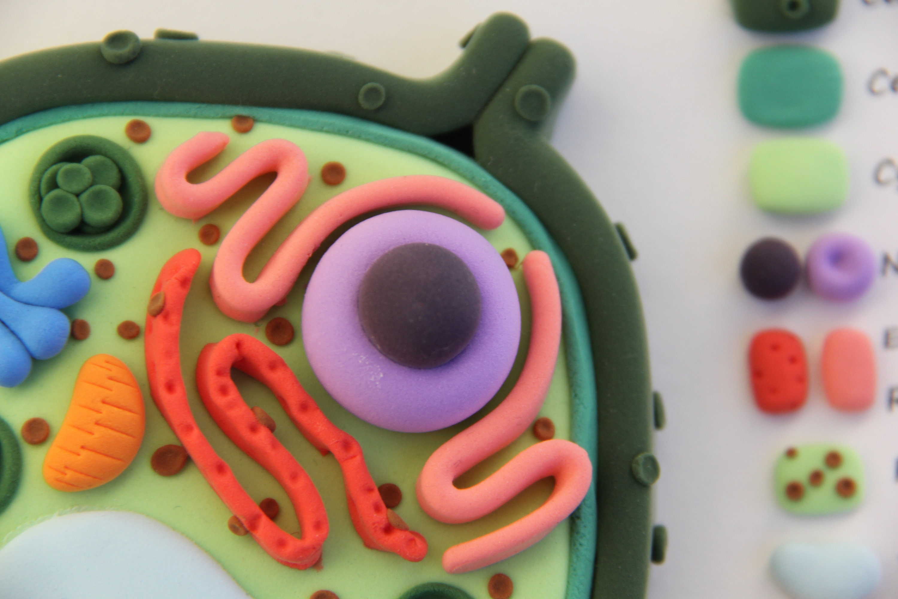 Custom Models for Teachers, Classroom Decor, Plant Cell Models, Science ...