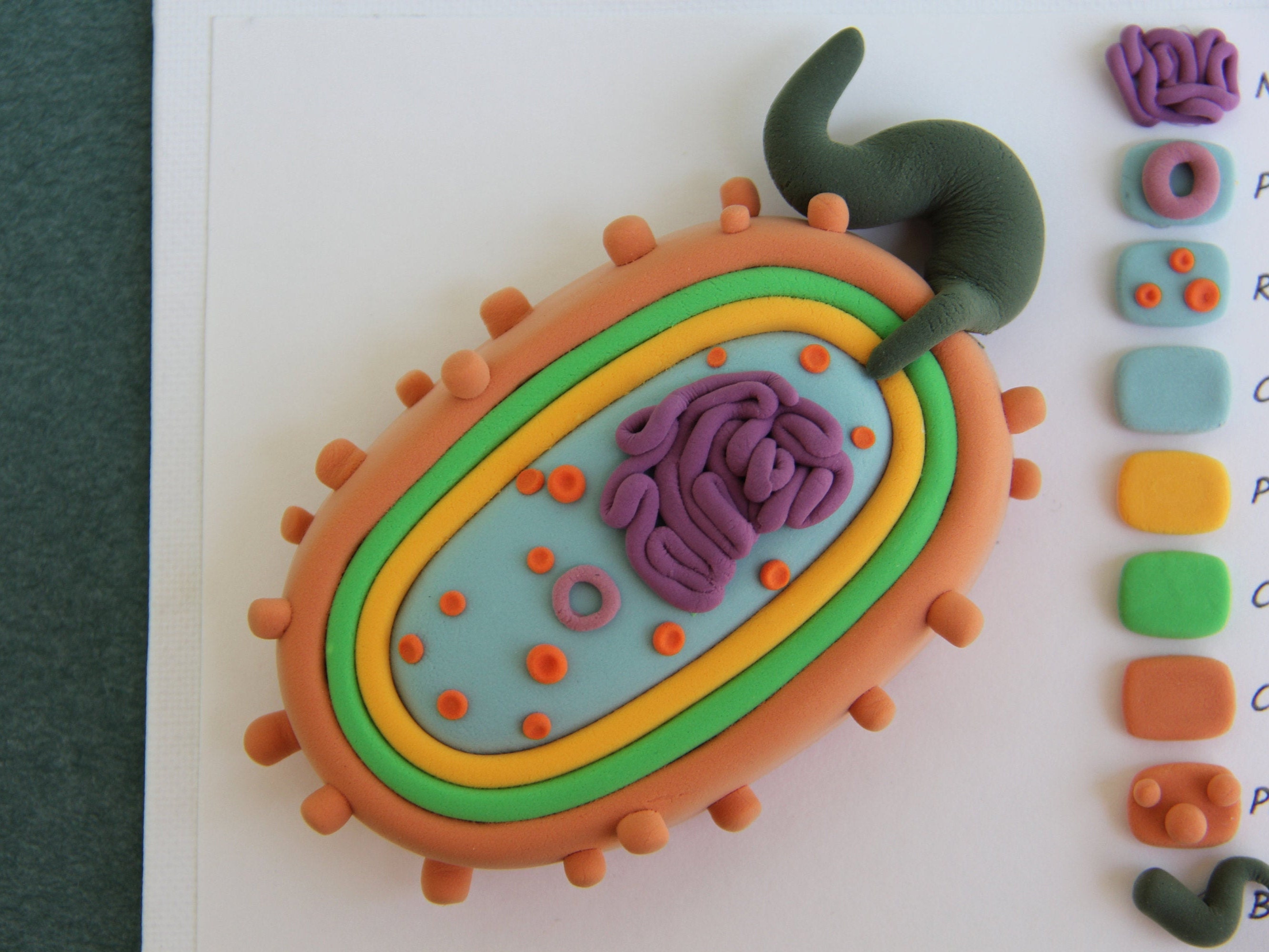 Custom Models For Teachers Classroom Decor Bacteria Cell | Etsy