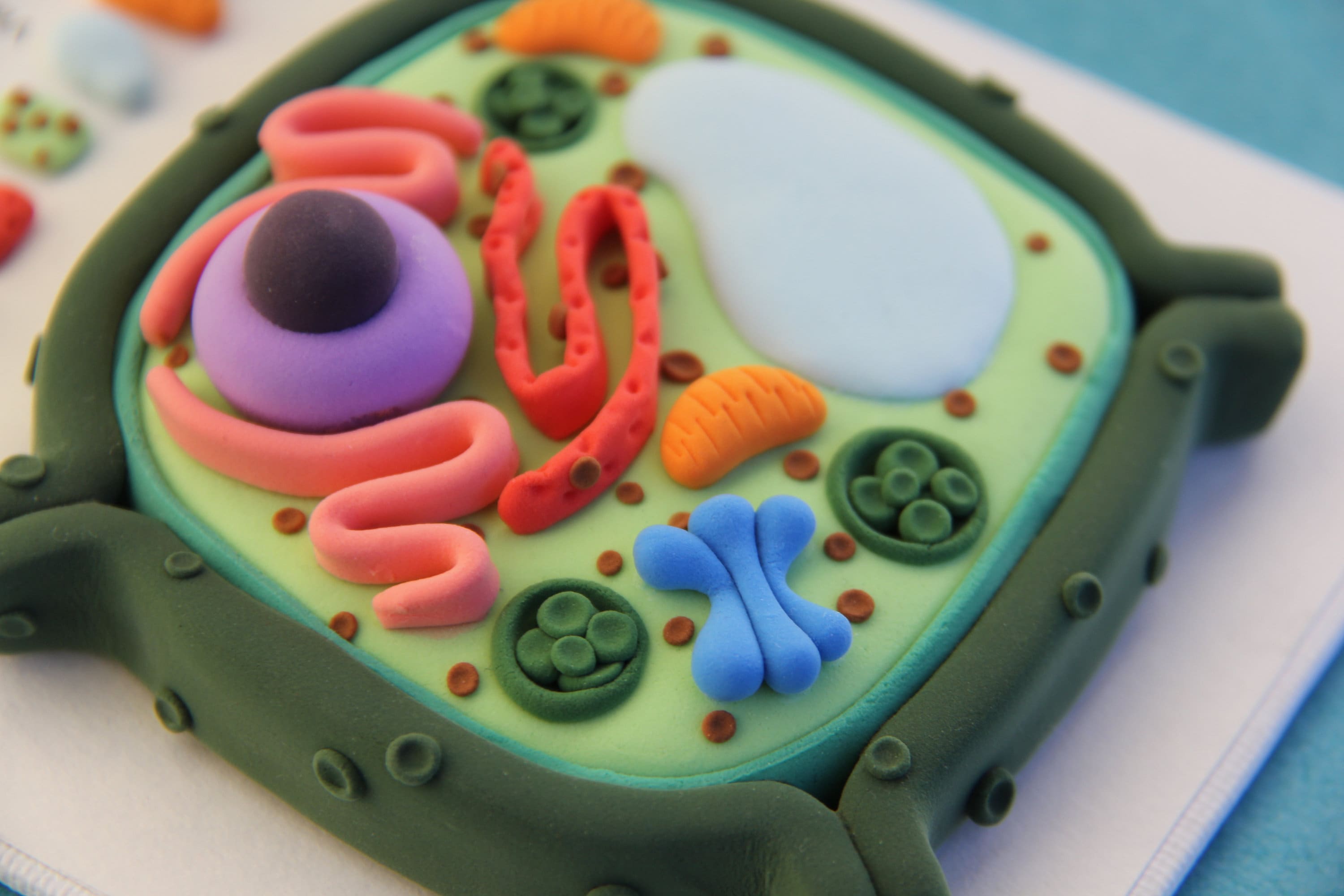 Custom Models for Teachers, Classroom Decor, Plant Cell Models, Science ...