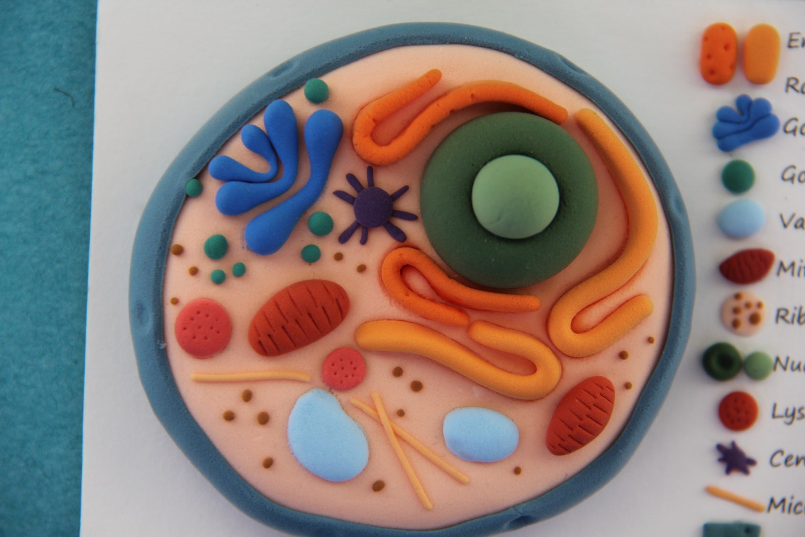 Custom Teaching Models for Teachers, Science Classroom Decor, Animal ...