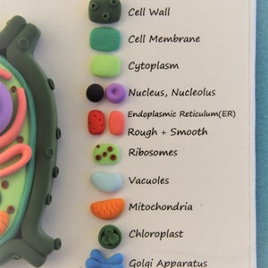 Custom Models for Teachers, Classroom Decor, Plant Cell Models, Science ...