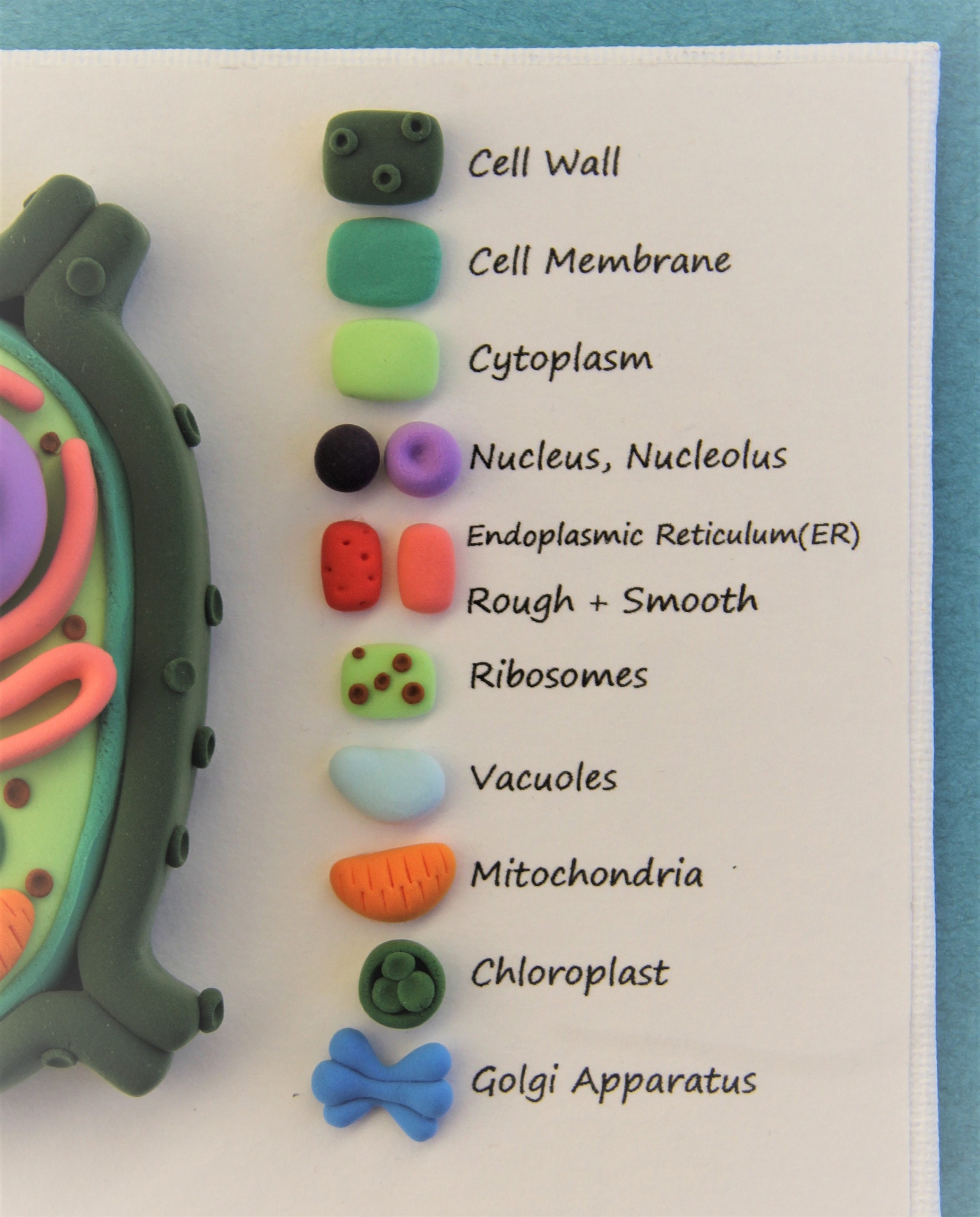 Custom Models for Teachers, Classroom Decor, Plant Cell Models, Science ...