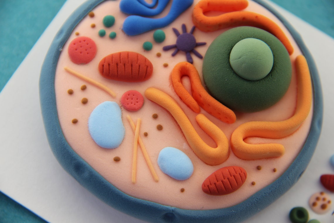 Custom Teaching Models for Teachers, Science Classroom Decor, Animal ...