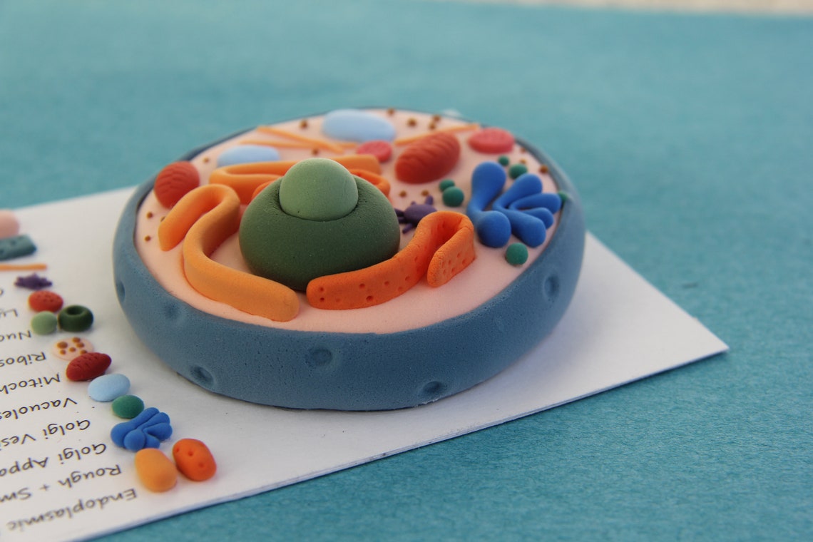 Custom Teaching Models for Teachers, Science Classroom Decor, Animal ...