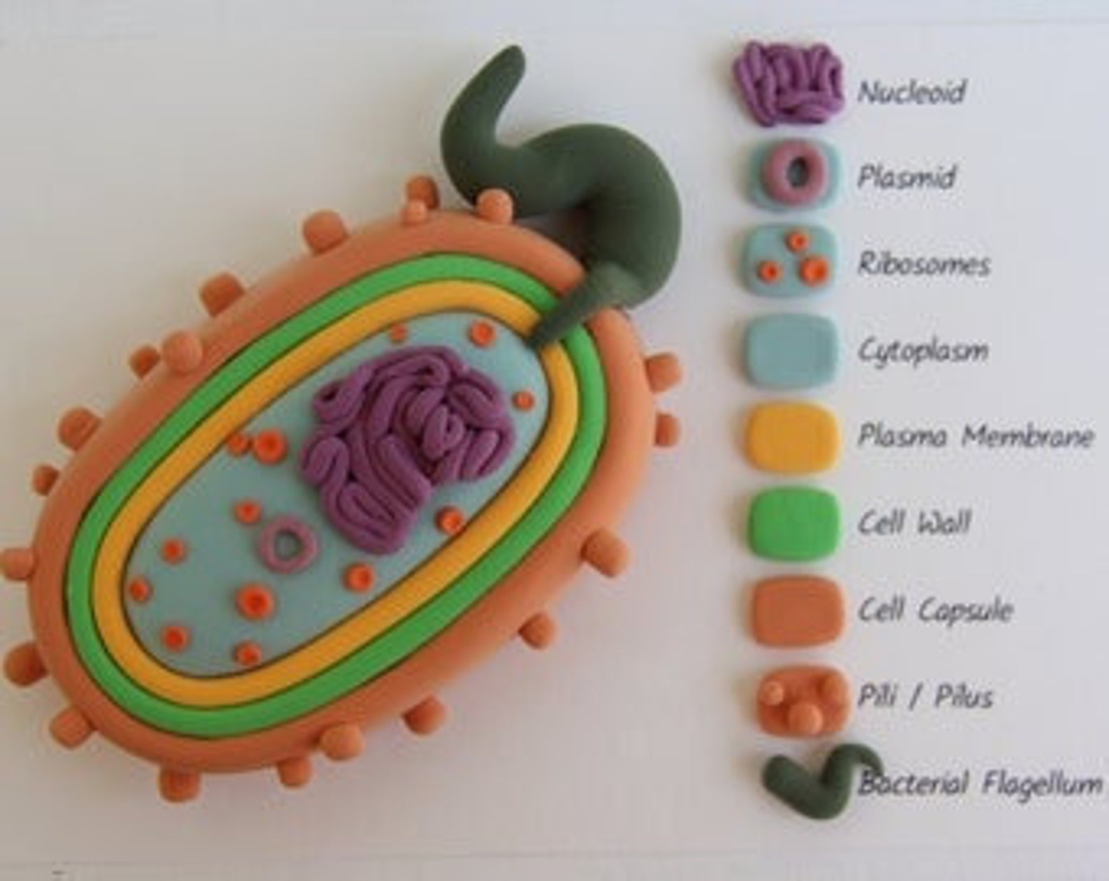 Custom Models for Teachers, Classroom Decor, Bacteria Cell Models ...