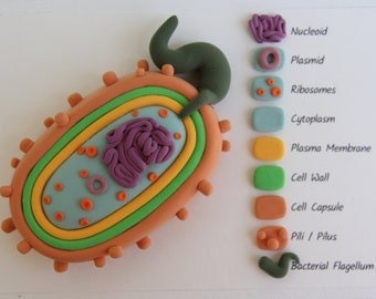 Plant Cell Clay Model