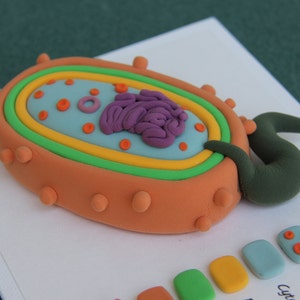 Custom Models for Teachers, Classroom Decor, Bacteria Cell Models ...
