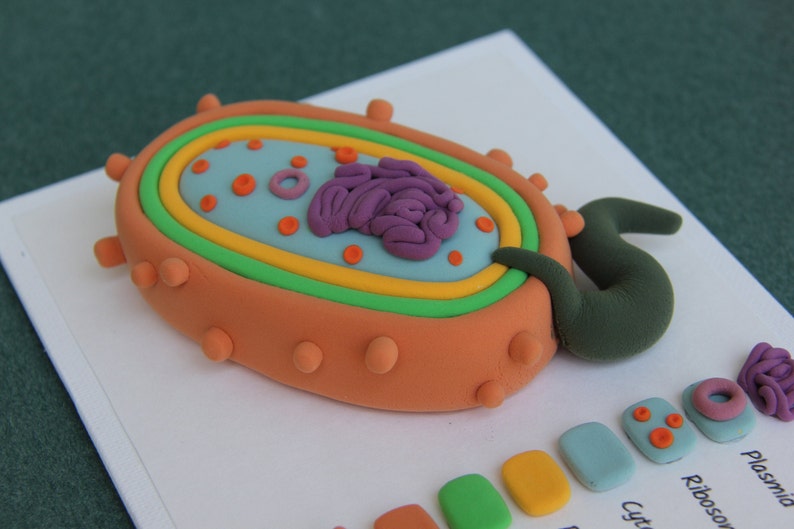 Custom Models for Teachers, Classroom Decor, Bacteria Cell Models ...