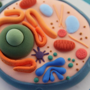 Custom Teaching Models for Teachers, Science Classroom Decor, Animal ...