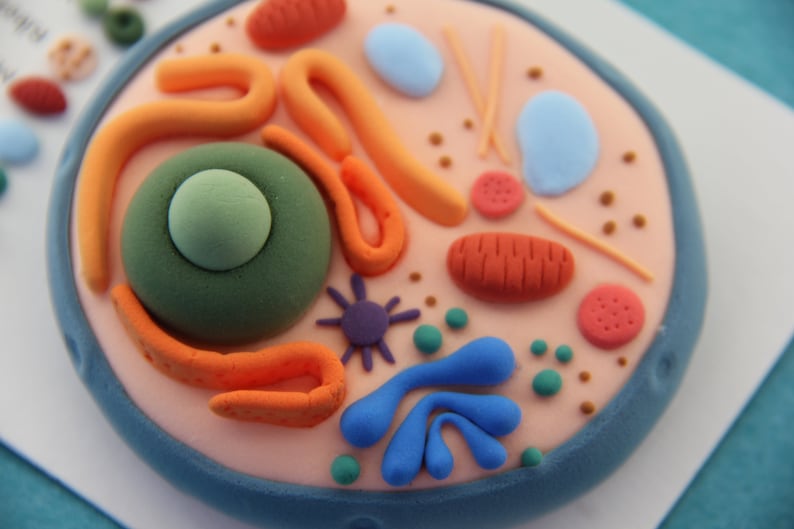 Custom Teaching Models for Teachers, Science Classroom Decor, Animal ...