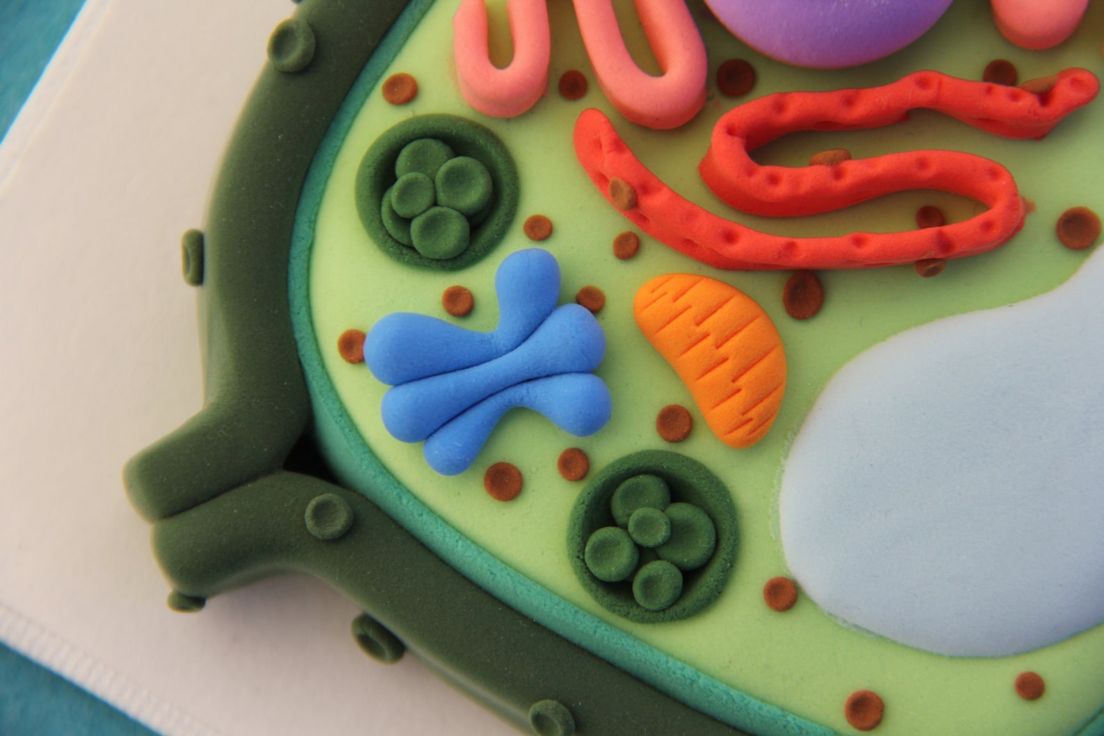 Custom Models for Teachers, Classroom Decor, Plant Cell Models, Science ...