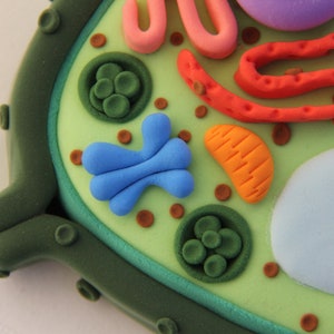 Custom Models for Teachers, Classroom Decor, Plant Cell Models, Science ...