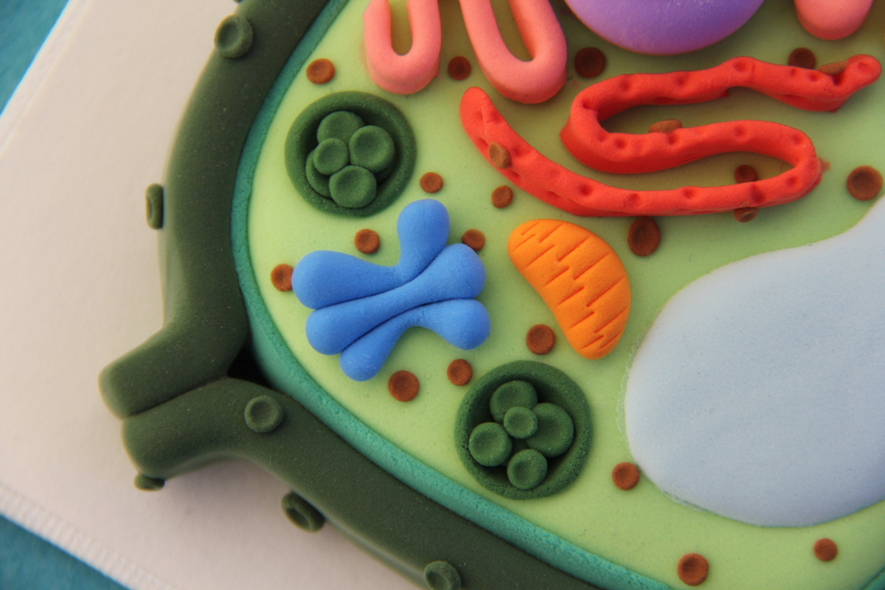 Plant Cell Clay Model Labeled