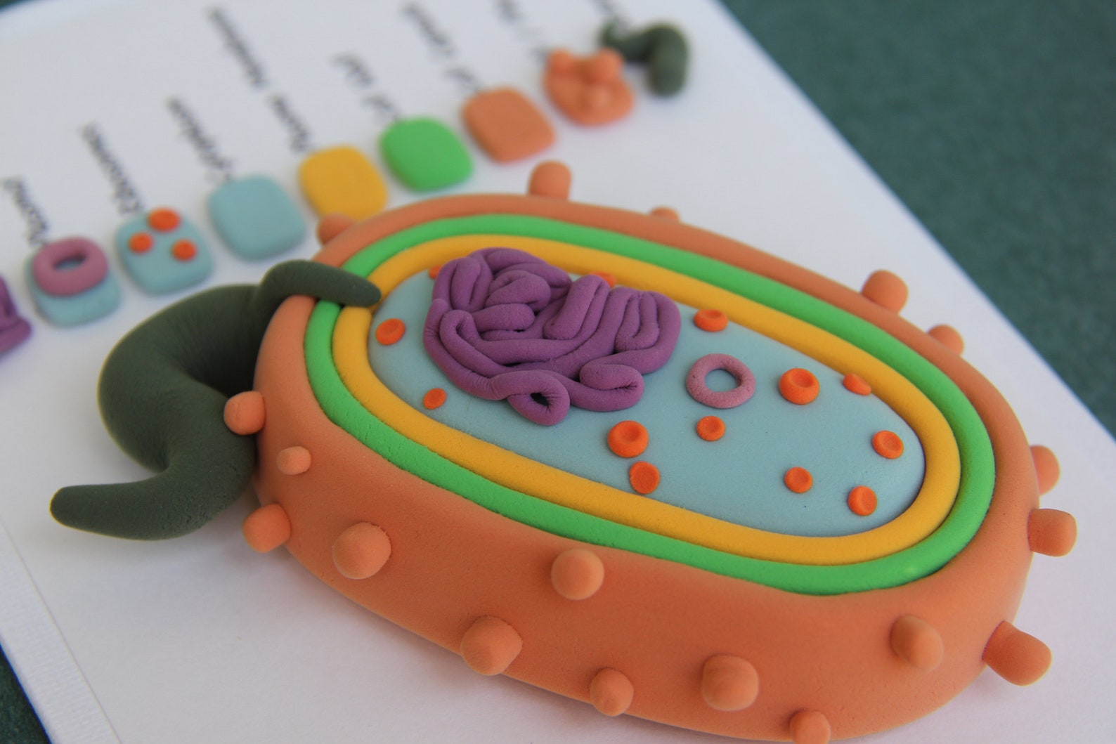 Custom Models for Teachers Classroom Decor Bacteria Cell - Etsy UK