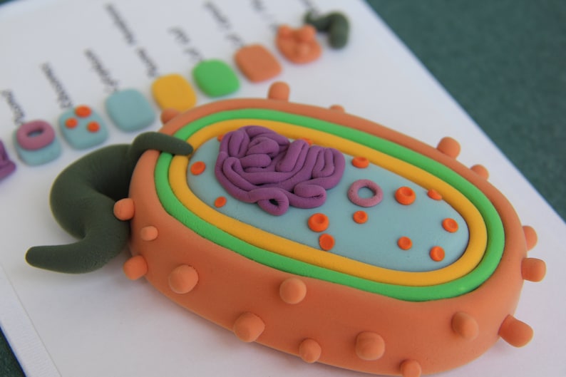 Custom Models for Teachers, Classroom Decor, Bacteria Cell Models ...