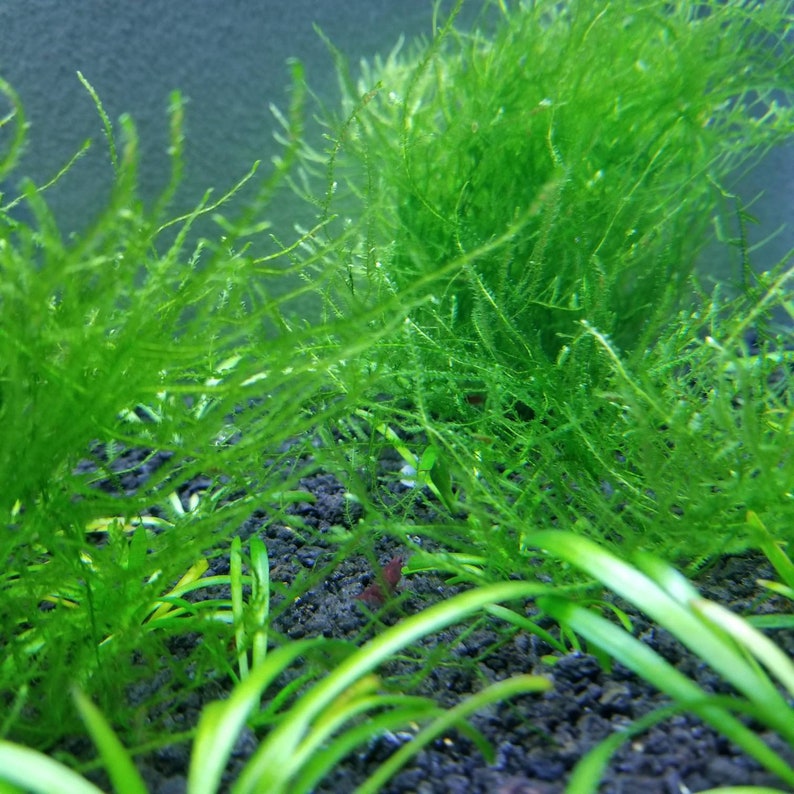 Java Moss buy 2 Get 1 Free Taxiphyllum Barbieri Live | Etsy