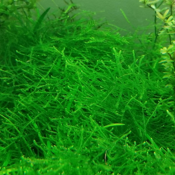 Live Aquarium Plants - Etsy