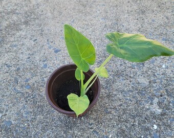 Bac Ha Plant - Etsy