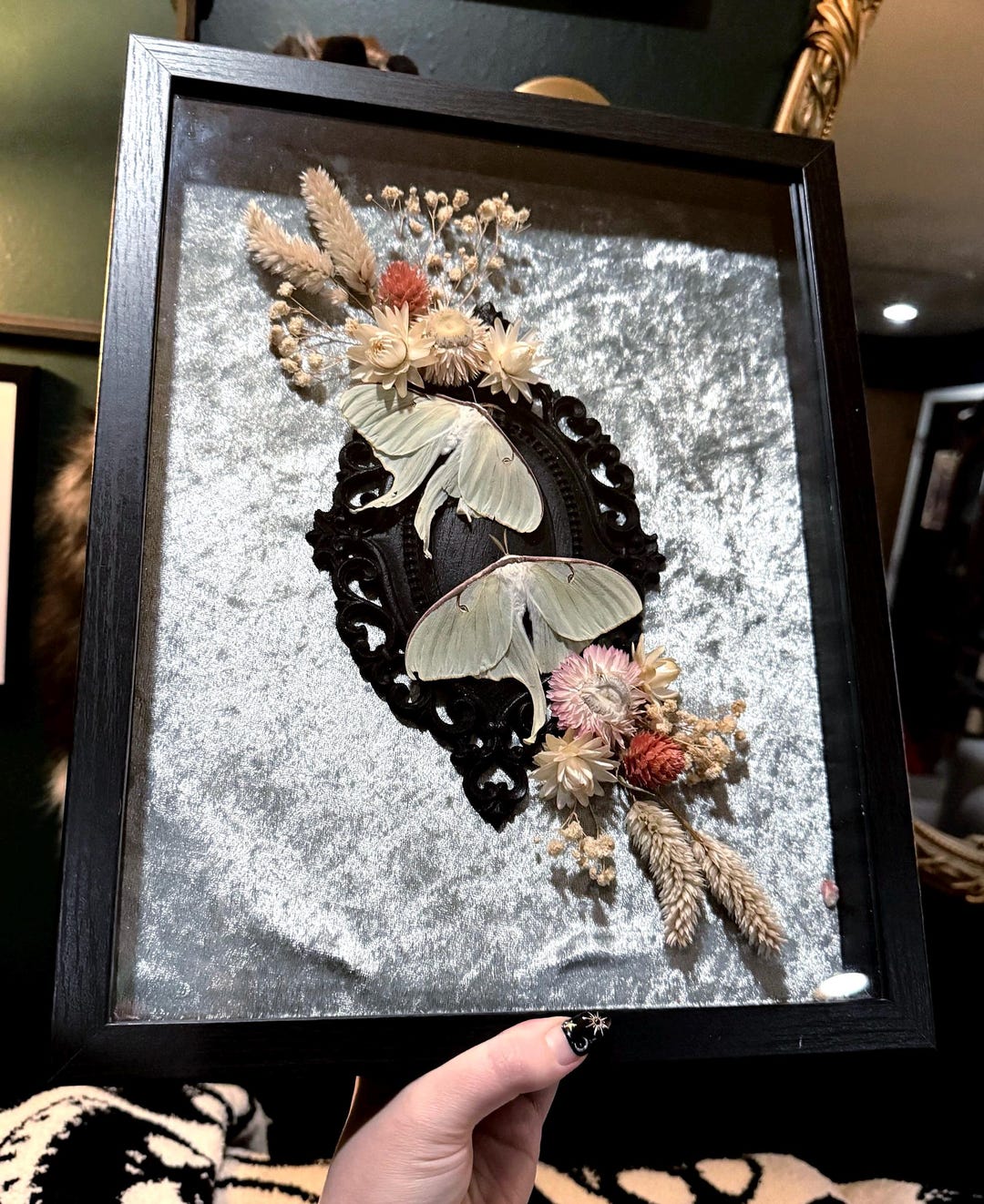 Real Dual Luna Moth Entomology Wall Decor Art, Moody Wall Decor ...