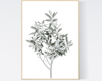 Olive Tree Print - Etsy