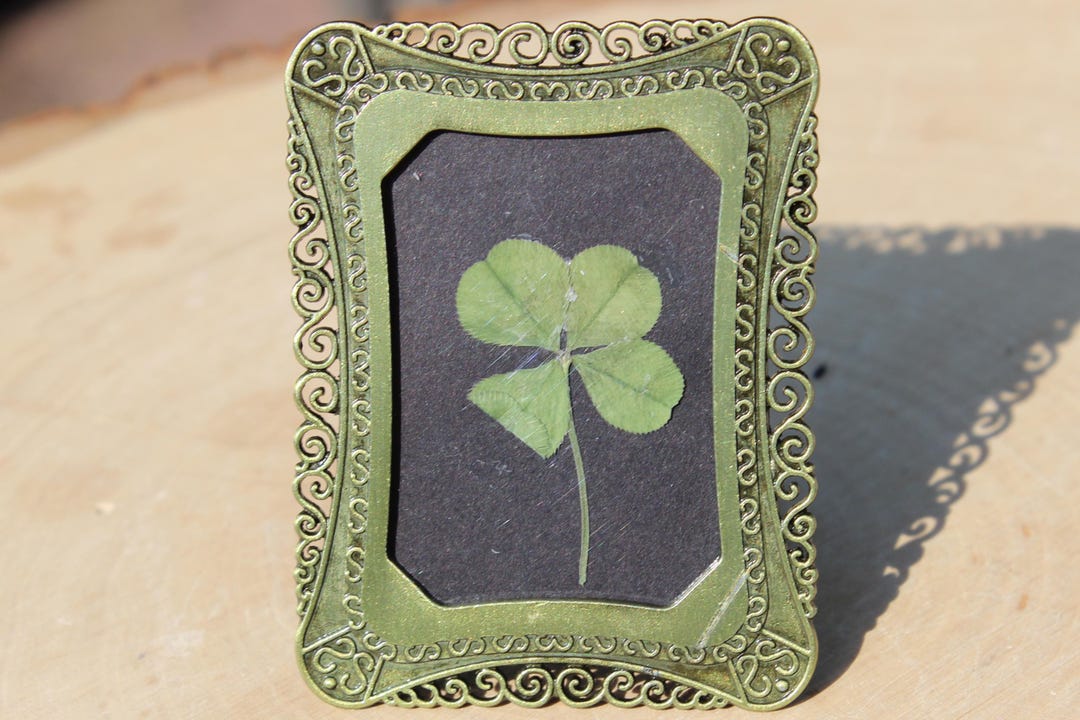 Real Four Leaf Clover in Mini Ornate Frame – Lucky Charm | Dried ...