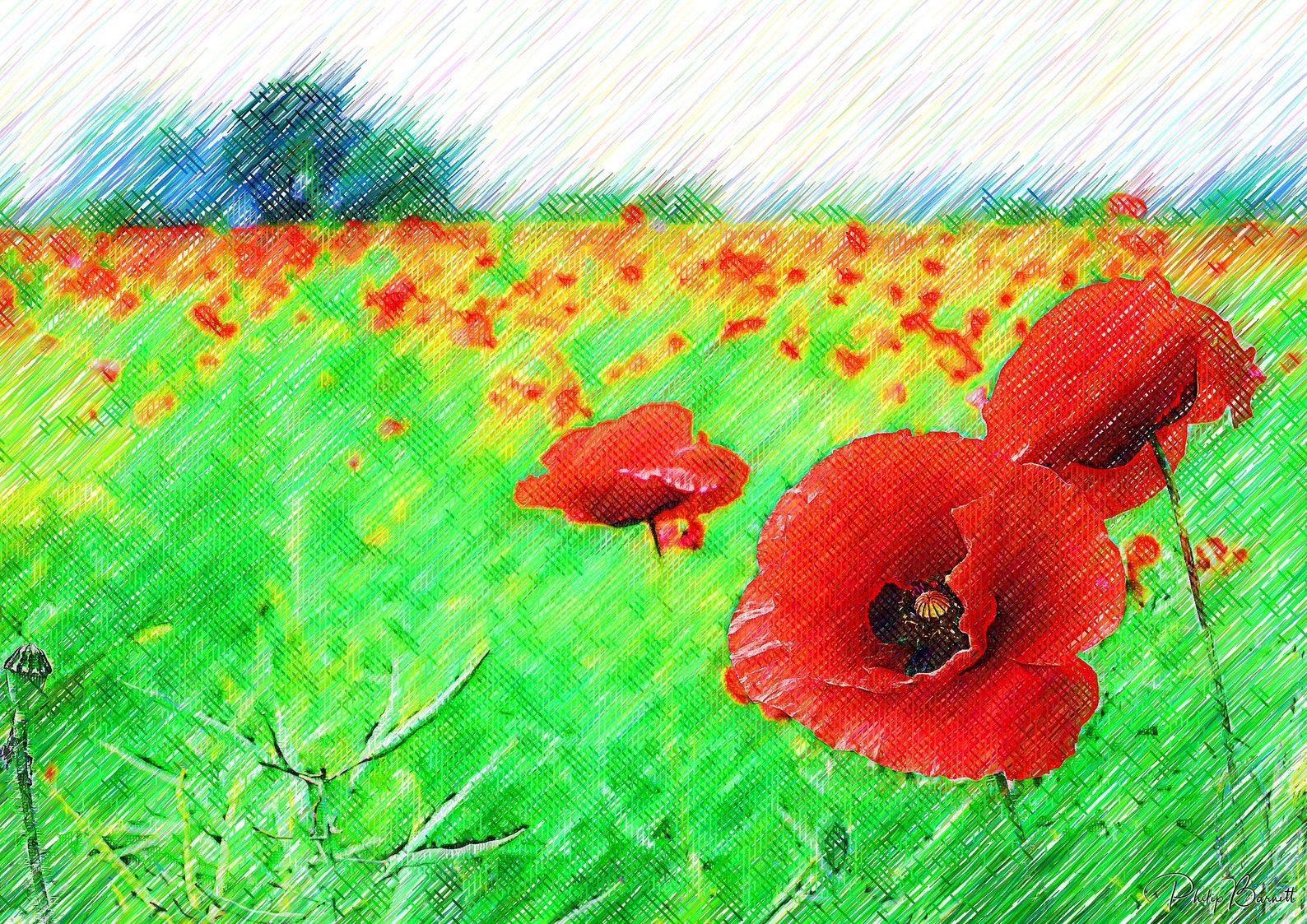 Poppies, Framed Print, Limited Edition, Nature Photo, Flowers ...