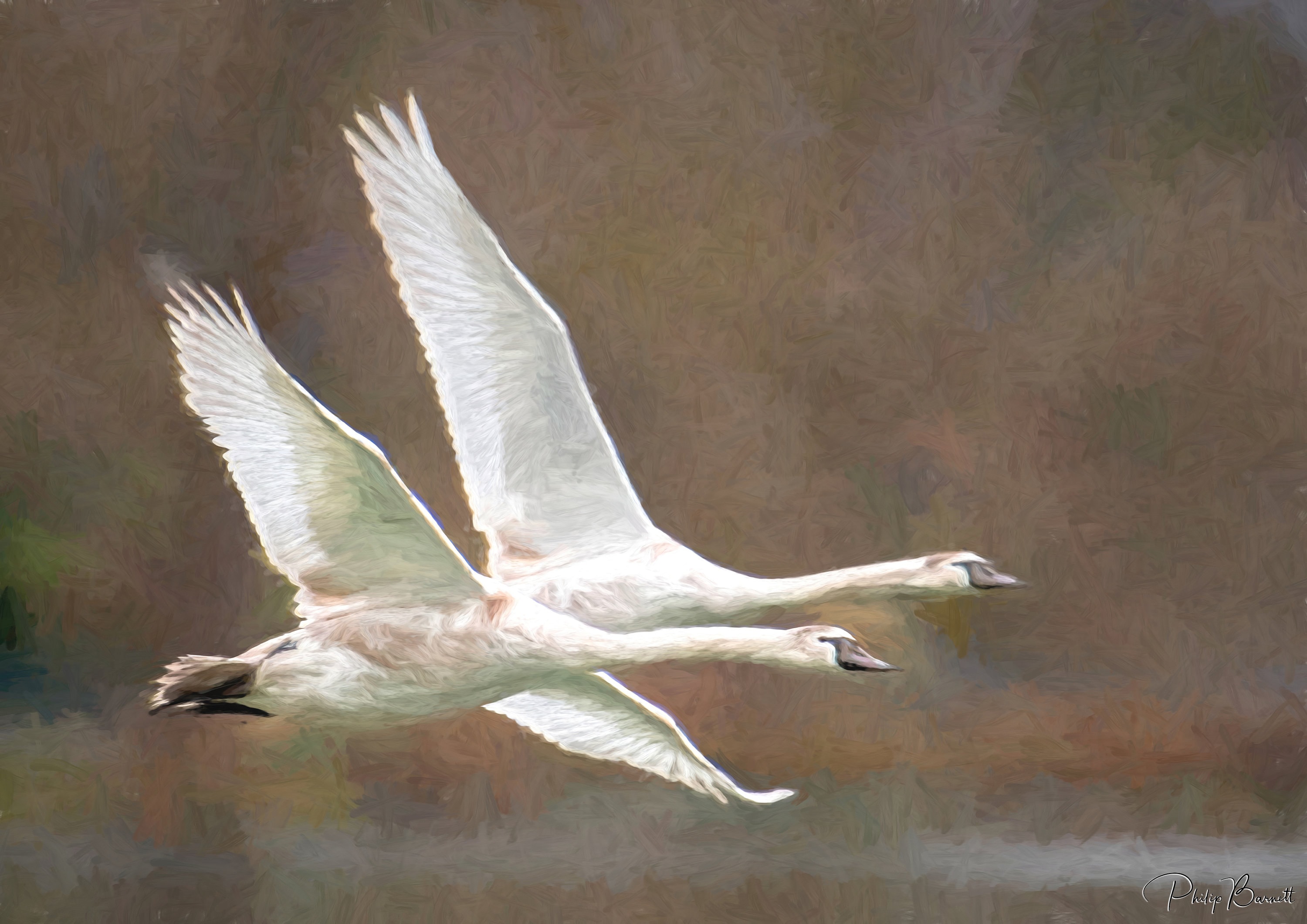 Learning Two Fly Framed Print Limited Edition Photoart - Etsy UK