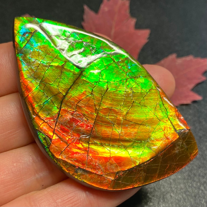 Canadian Ammolite Ammonite Freeform Gemstone 71X42X10 MM 47 Grams #2869 ...