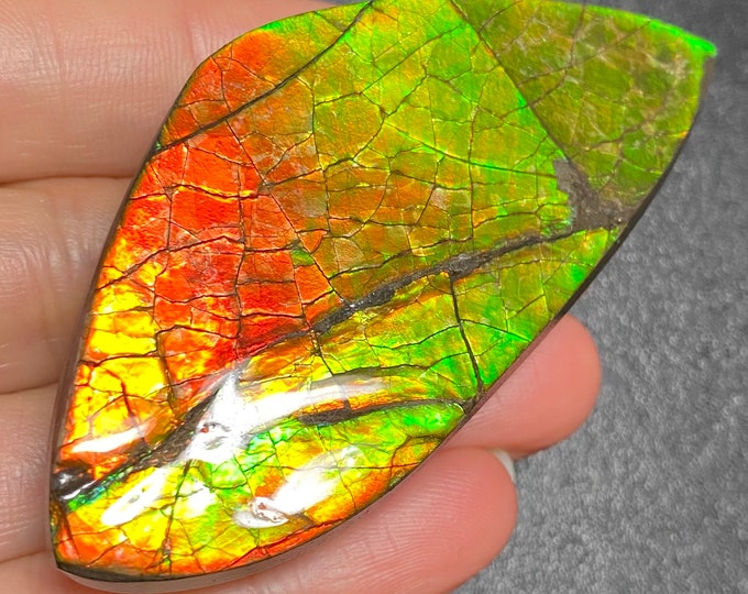 Canadian Ammonite Freeform Gemstone 83X43X15 Mm 97 Grams #2868-16 - Etsy