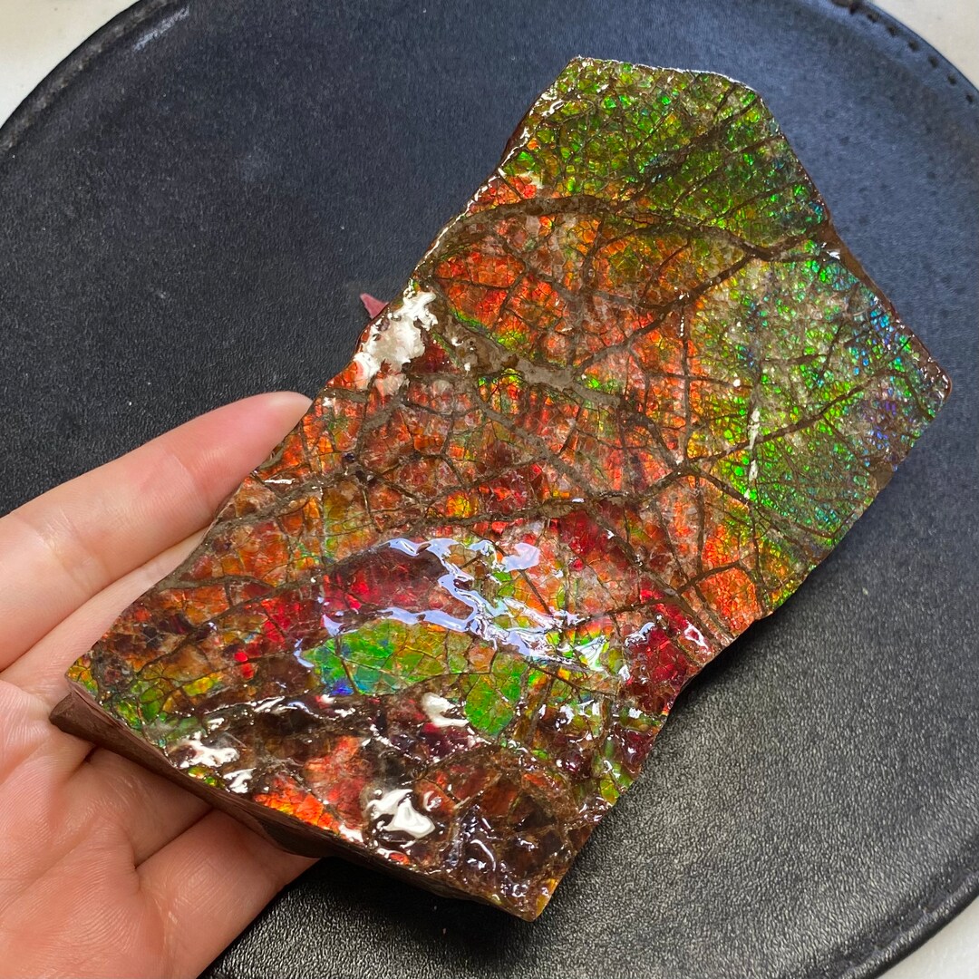 Canadian Ammonite Freeform Natural Specimen 132X78X38 Mm 895 Grams ...