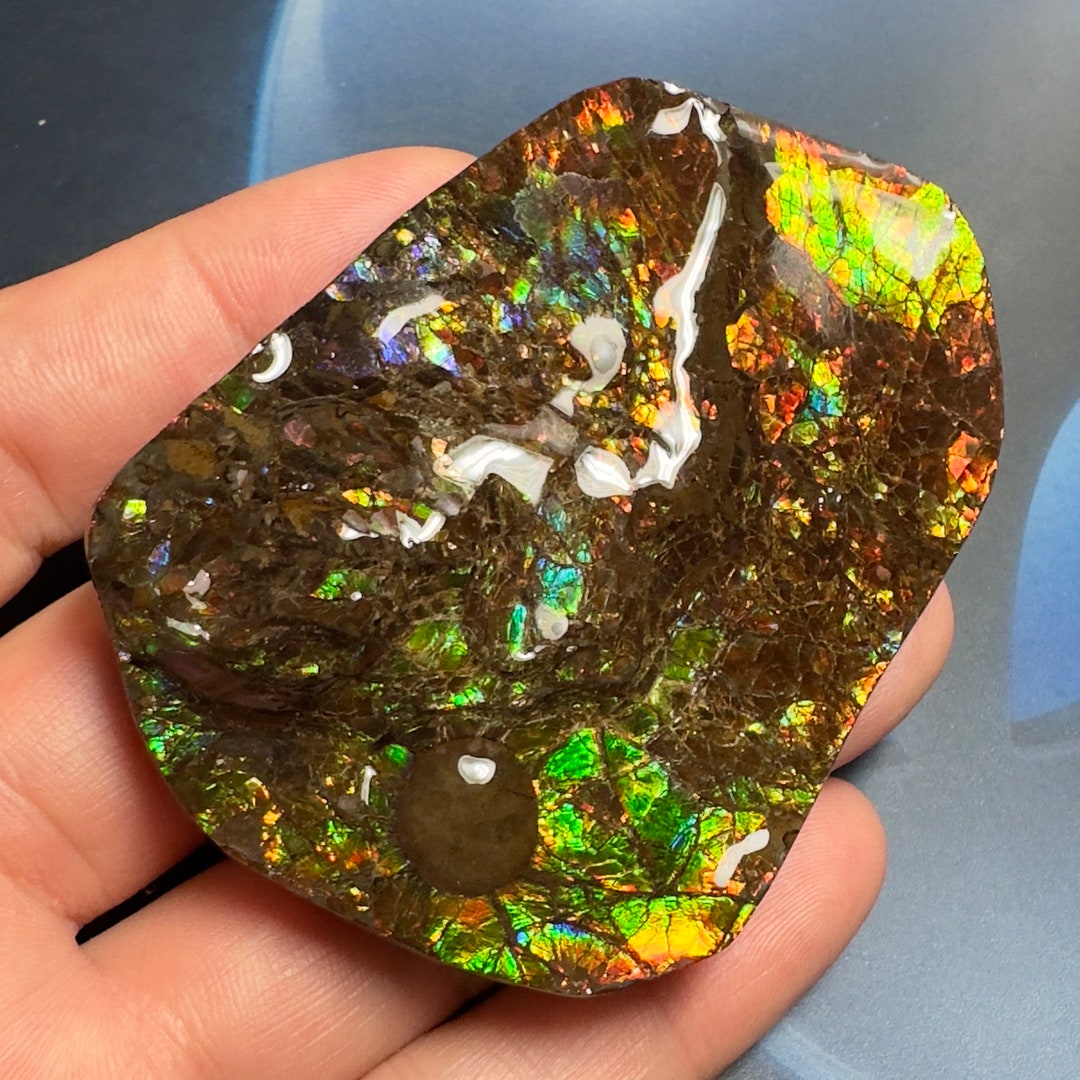 Authentic Ammolite Gemstone Natural Canadian Ammonite Freeform Gemstone ...