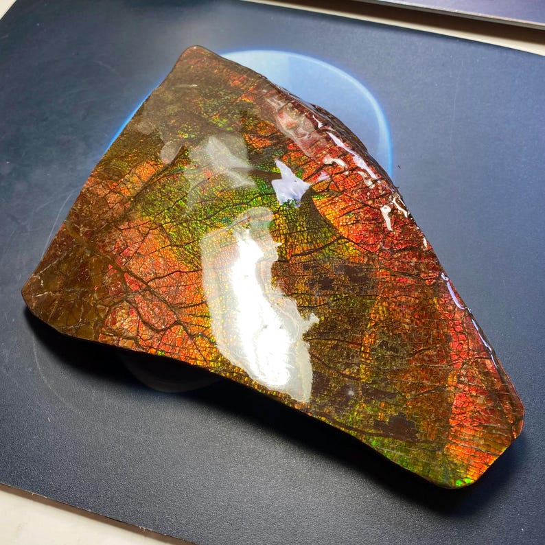 Canadian Ammonite Ammolite Freeform Gemstone Specimen Large Dragon Skin ...