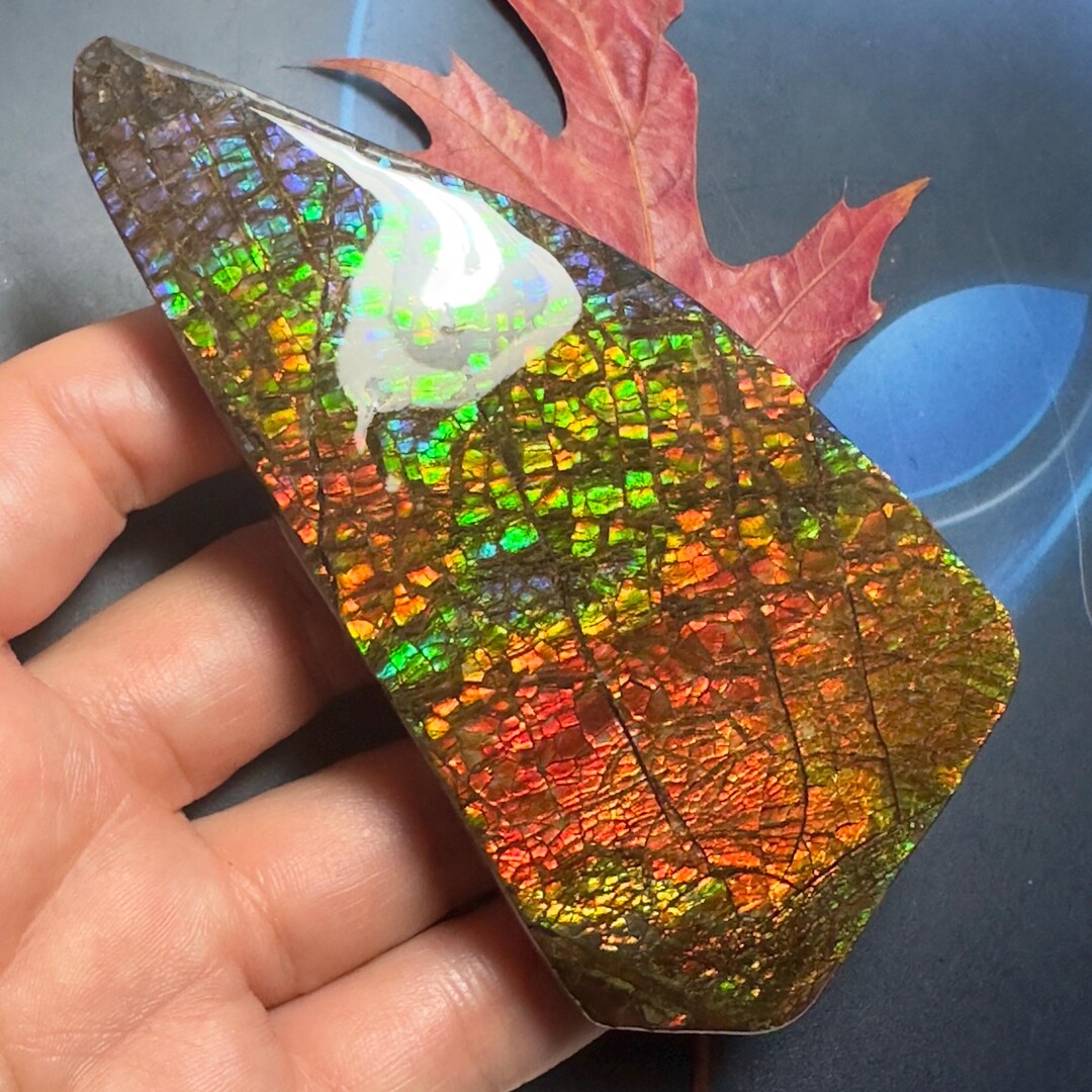 Authentic Canadian Ammonite Freeform Gemstone 111X55X15 Mm 136 Grams ...