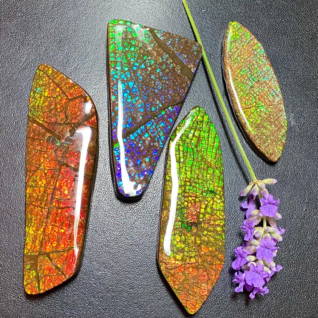 Real Canadian Ammolite Fossil Ammonite Freeform Energy Healing Stone ...