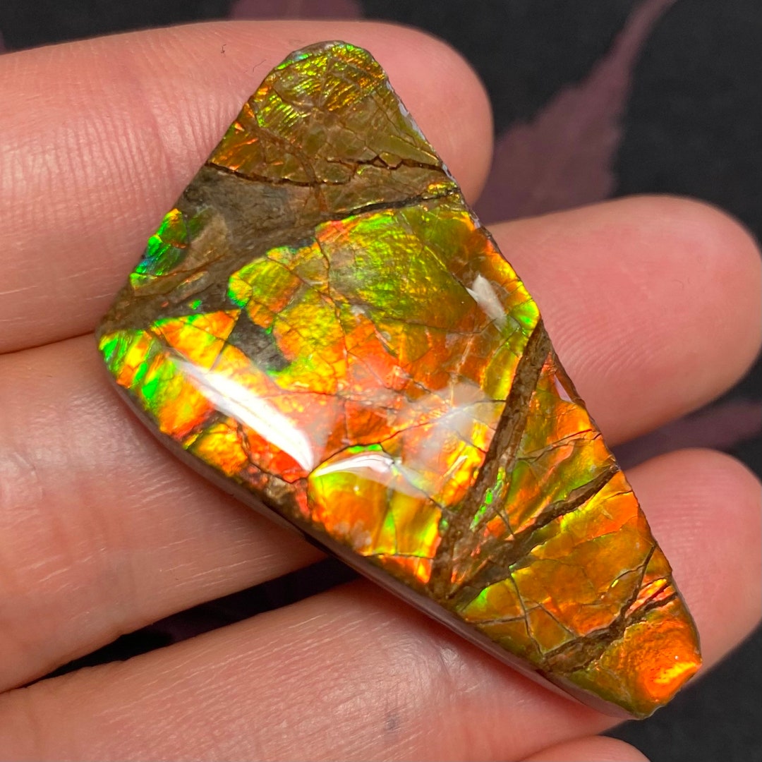 Canadian Ammolite Ammonite Freeform Gemstone 39X24X8 Mm #2870-14 - Etsy