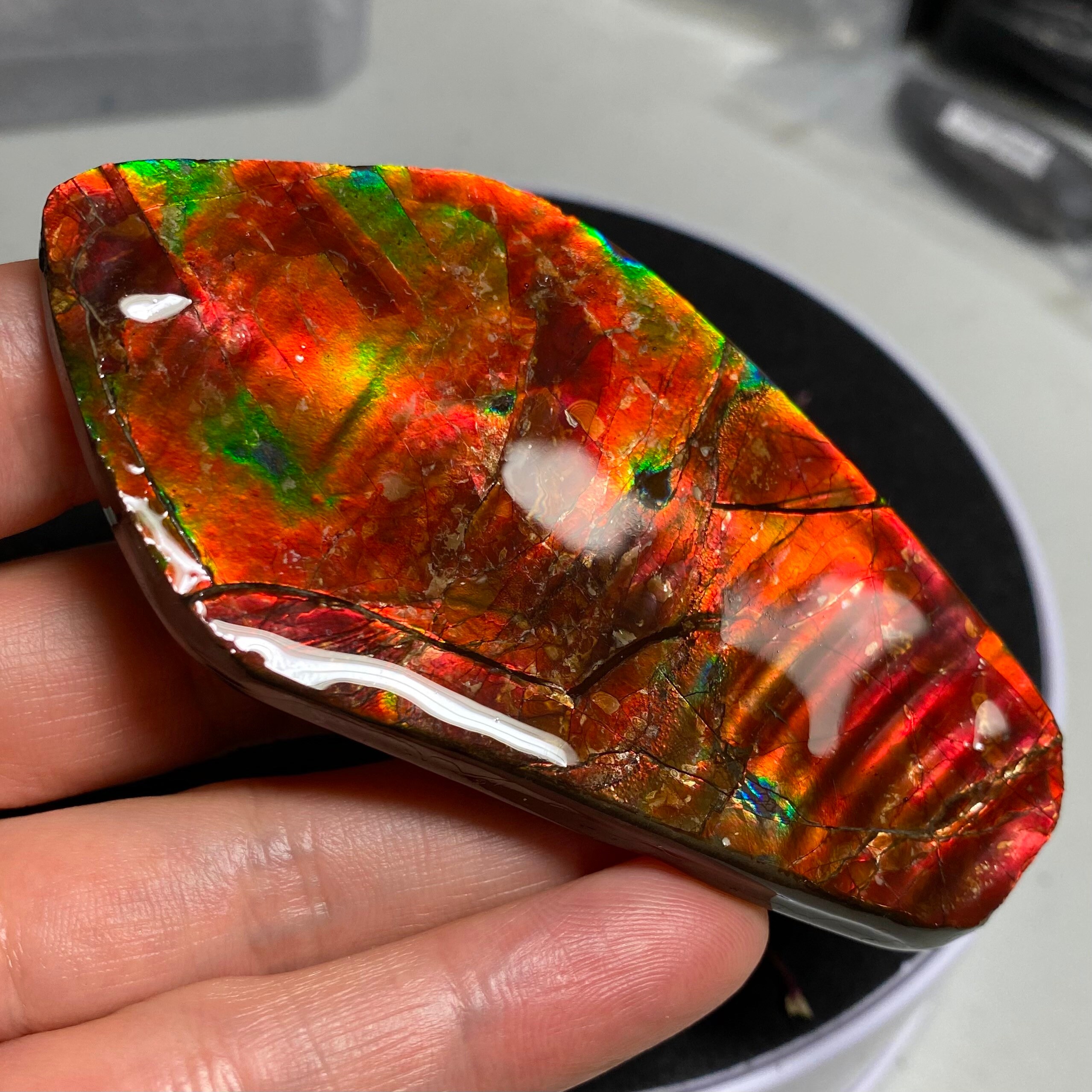 The Magic of Ammolite | A Natural Rainbow Born From Time Canadian ...