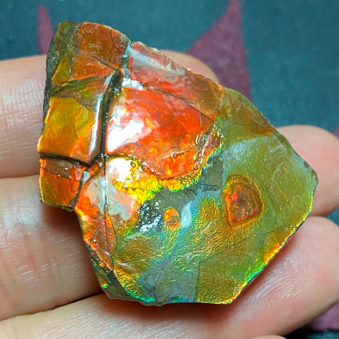 Canadian Ammolite Gemstone Loose Freeform Red One of a Kind Multiple ...